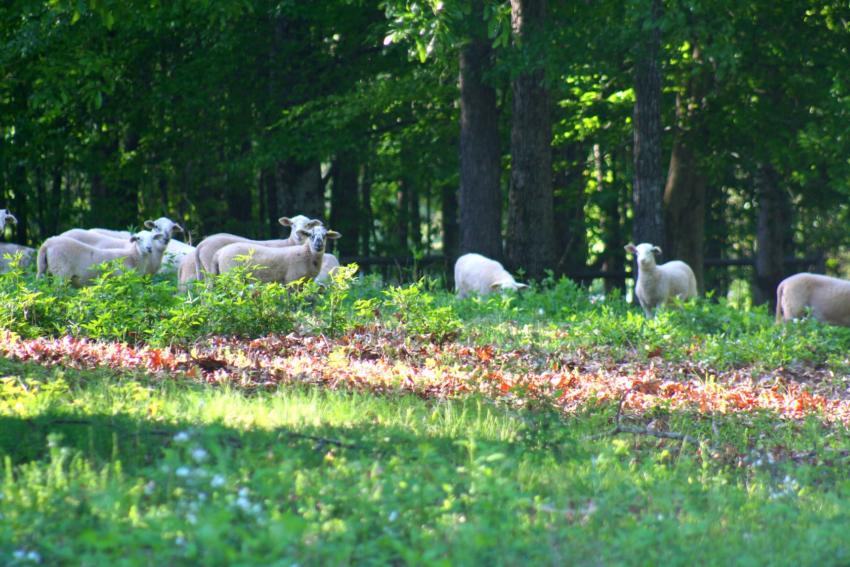 World Shepherd - Purchase Lamb Meat, Lamb Stock, and Lamb Genetics ...