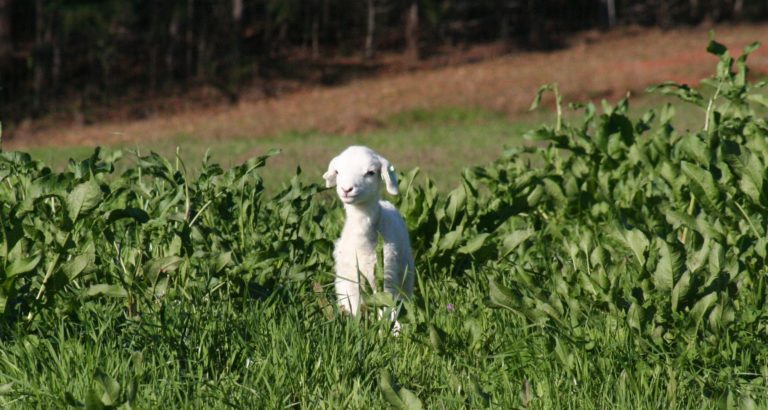 Gallery - World Shepherd | World Shepherd