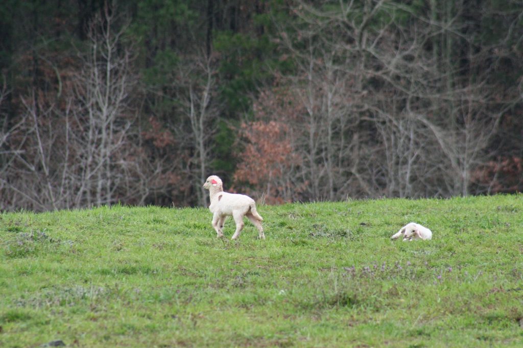 Gallery - World Shepherd | World Shepherd