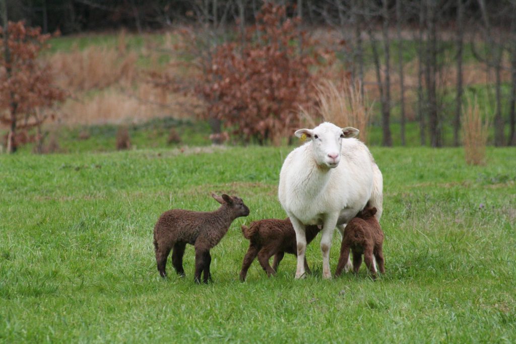 Gallery - World Shepherd | World Shepherd