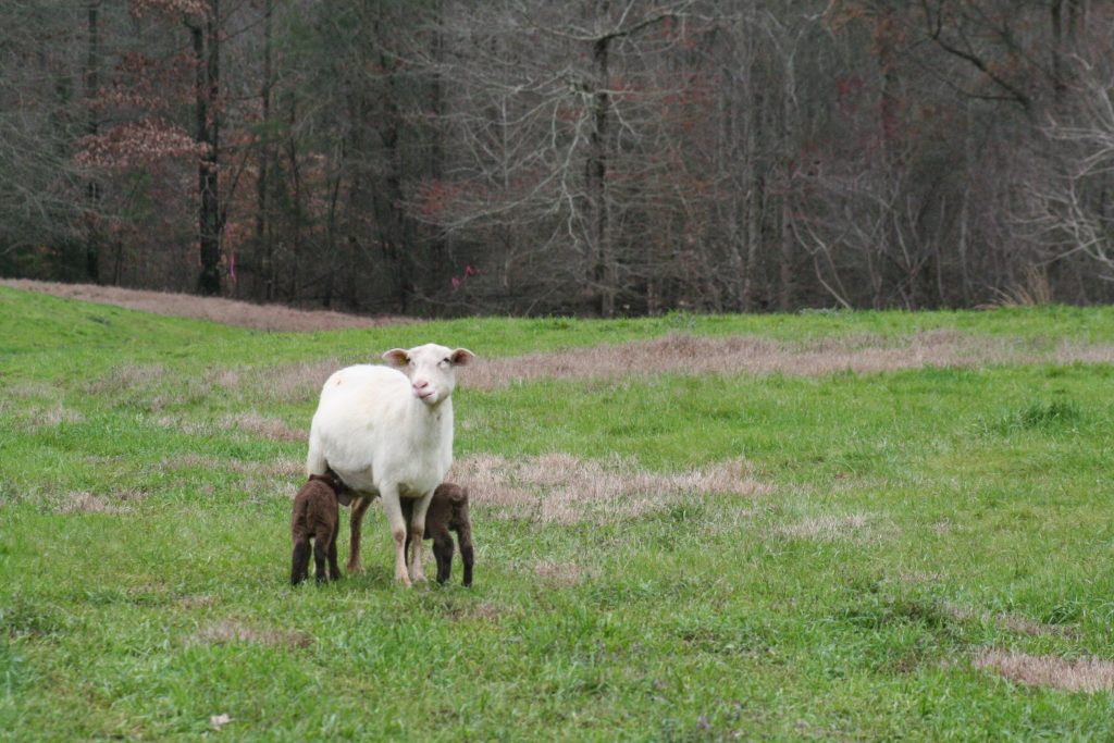 Gallery - World Shepherd | World Shepherd