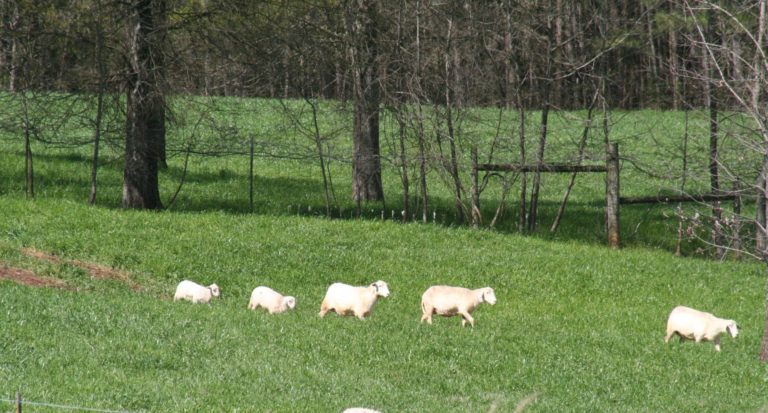 Gallery - World Shepherd | World Shepherd