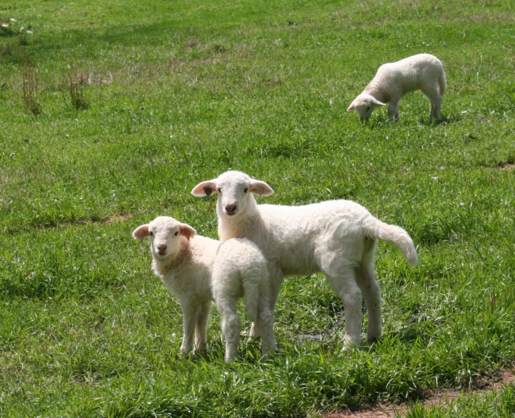 Gallery - World Shepherd | World Shepherd