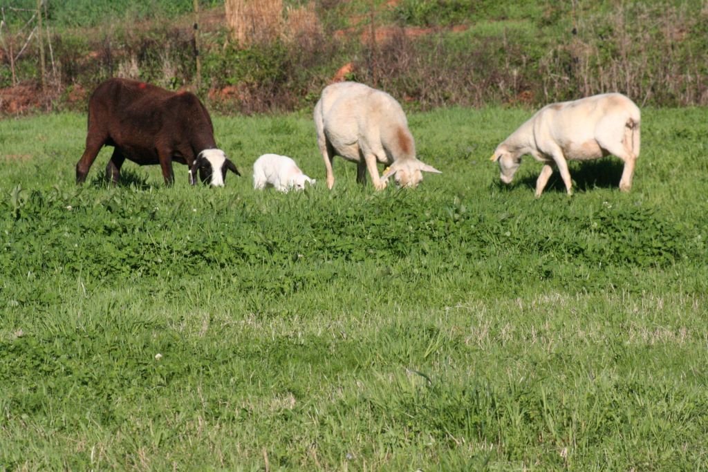 Gallery - World Shepherd | World Shepherd